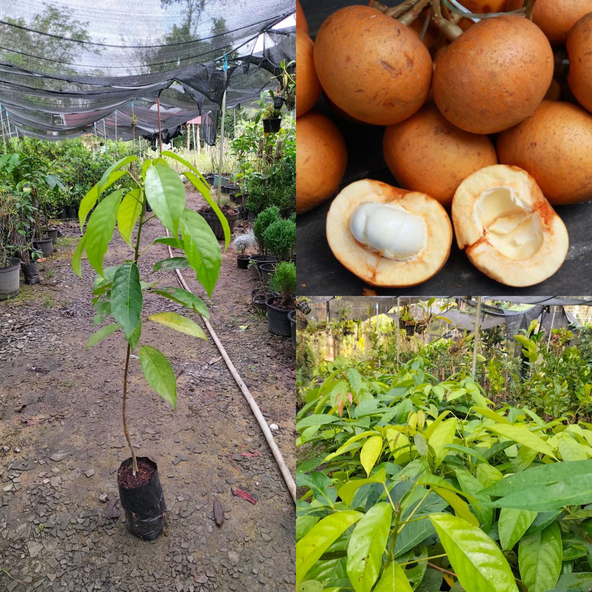 Pokok tampoi (hybrid) thai murah / pokok buah ngeke | Lazada
