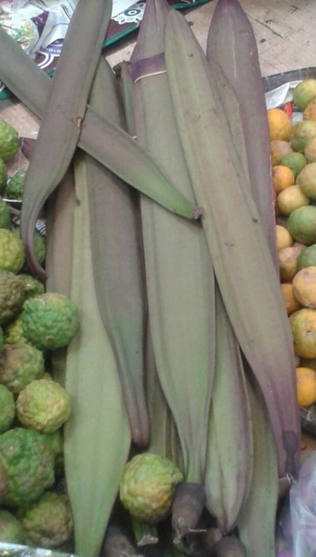 Buah Beka/beko bonglai atau Oroxylum indicum segar 1 keping | Lazada