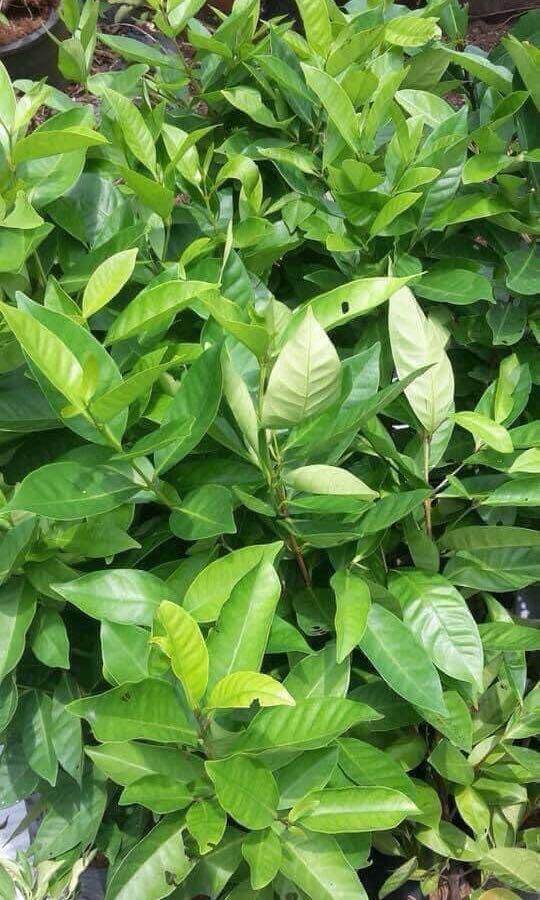 anak pokok daun salam/bay leaf/vegitable&herb | Lazada