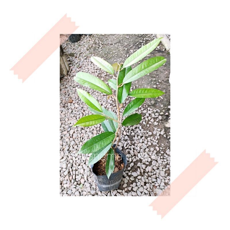 (GG real plant) anak Pokok musang king ^ cpt berbuah hybrid top quality ...