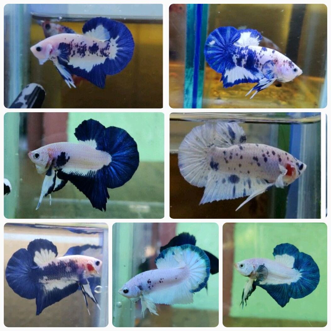 RBG (🔥 READYSTOCK 🔥) IKAN LAGA BETTA FISH MALE FEMALE MARBLE/BLUERIM ...