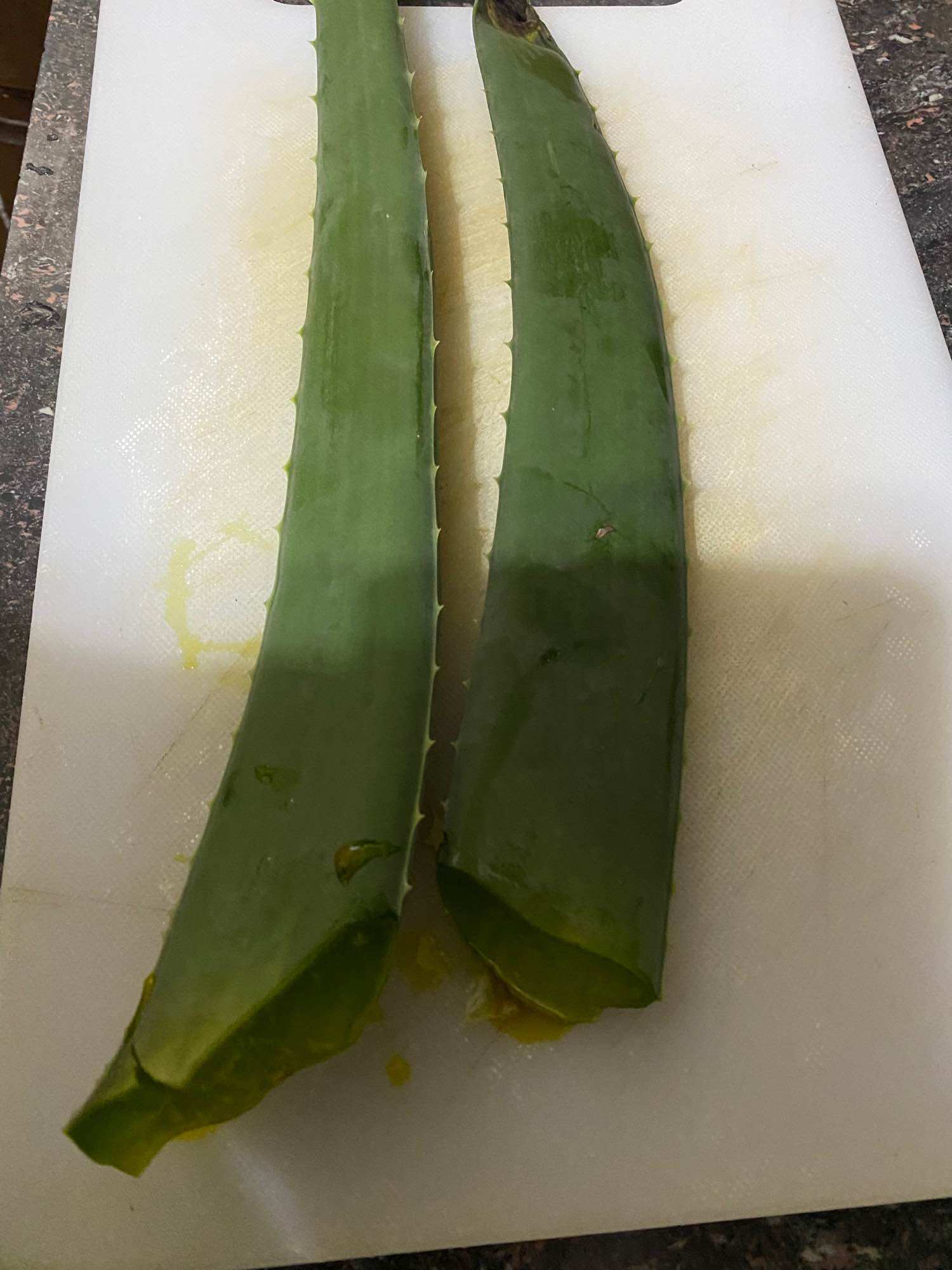 Daun aloe vera segar satu helai | Lazada