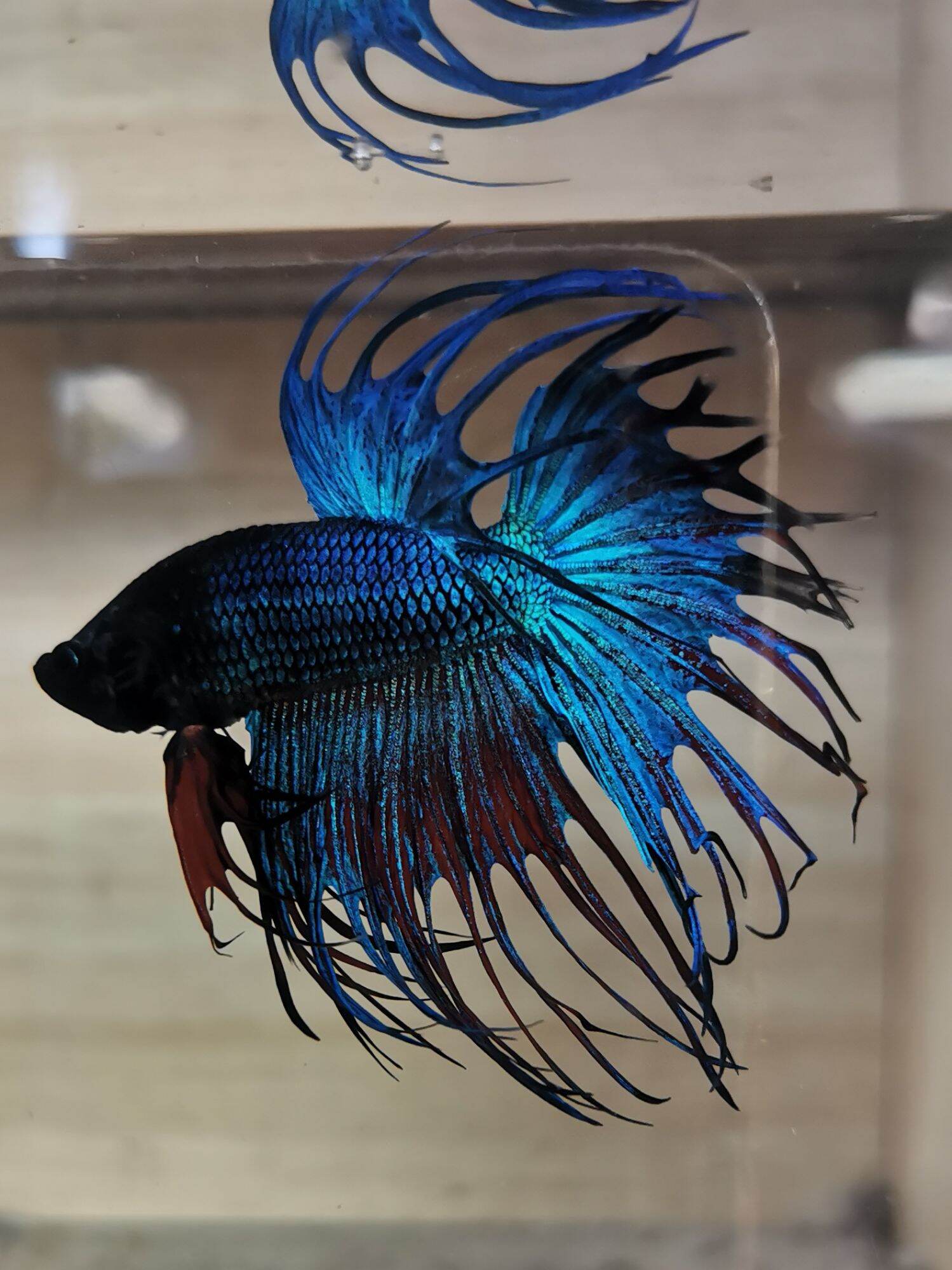 Crown Tail Haftmoon Betta Fish - Metallic Blue | Lazada