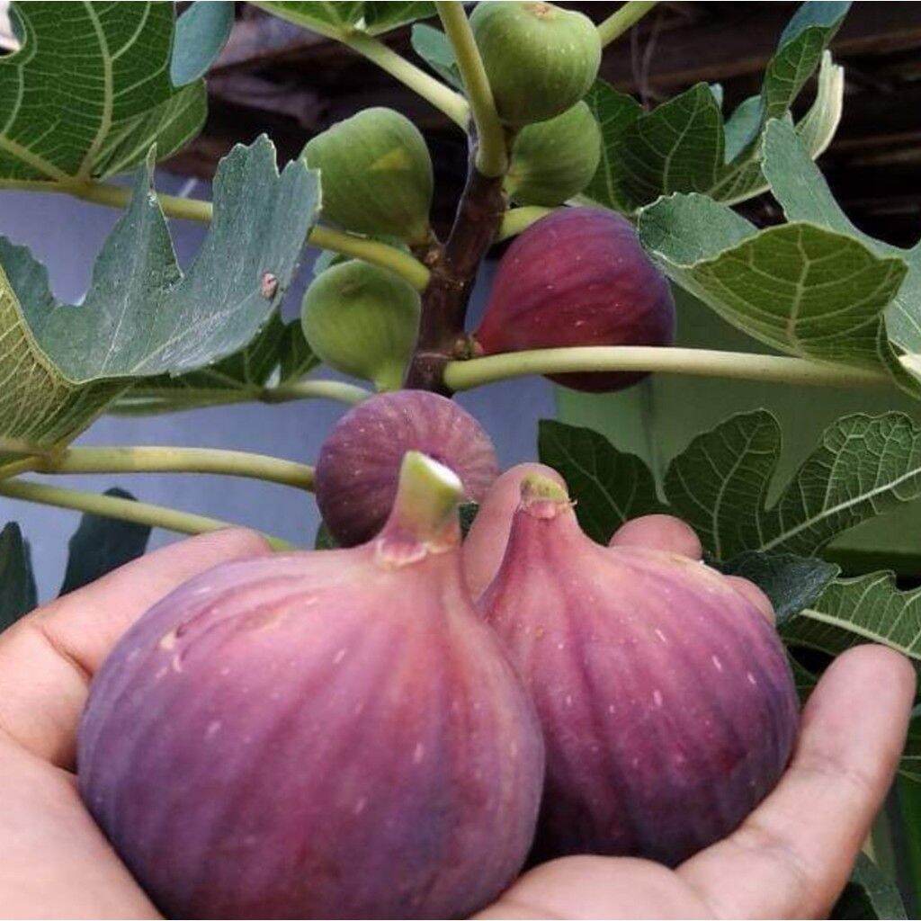 Fig Cutting * Premium Brown TURKEY/ Matsui Dauphine.A Fig* FRESHLY CUT ...