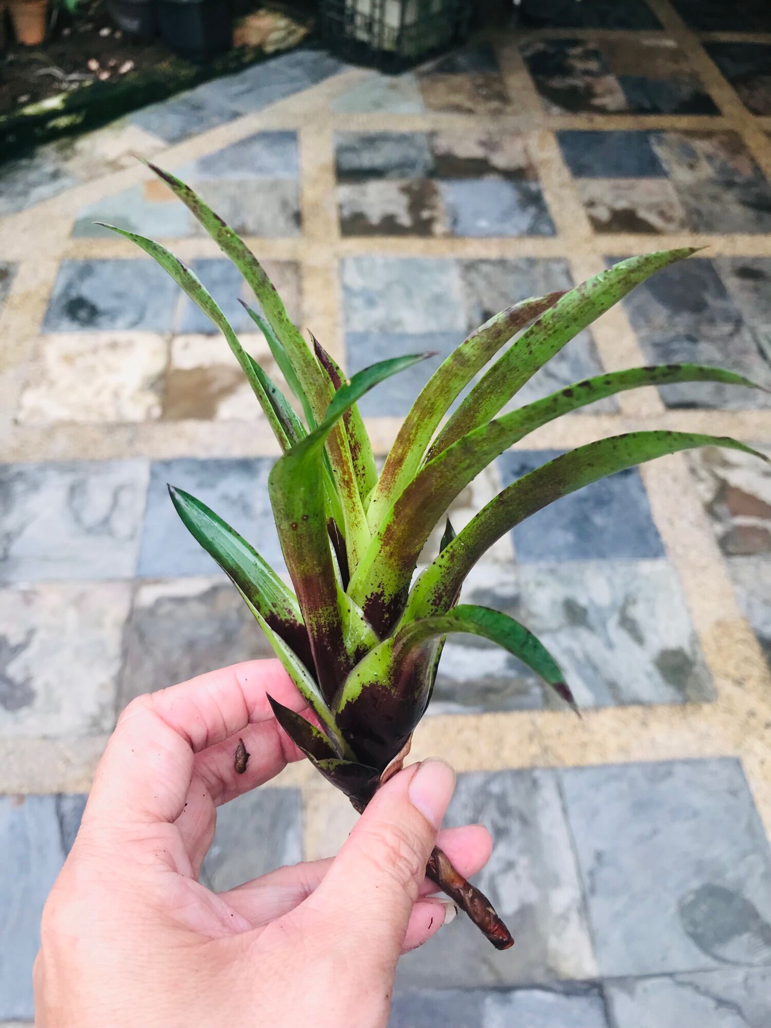 Vriesea Corcovadensis ( miniature ) 積水风梨 / Bromeliad | Lazada