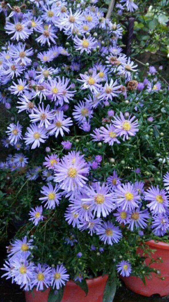 purple aster / white aster/ pokok bunga aster ungu / aster putih / anak ...