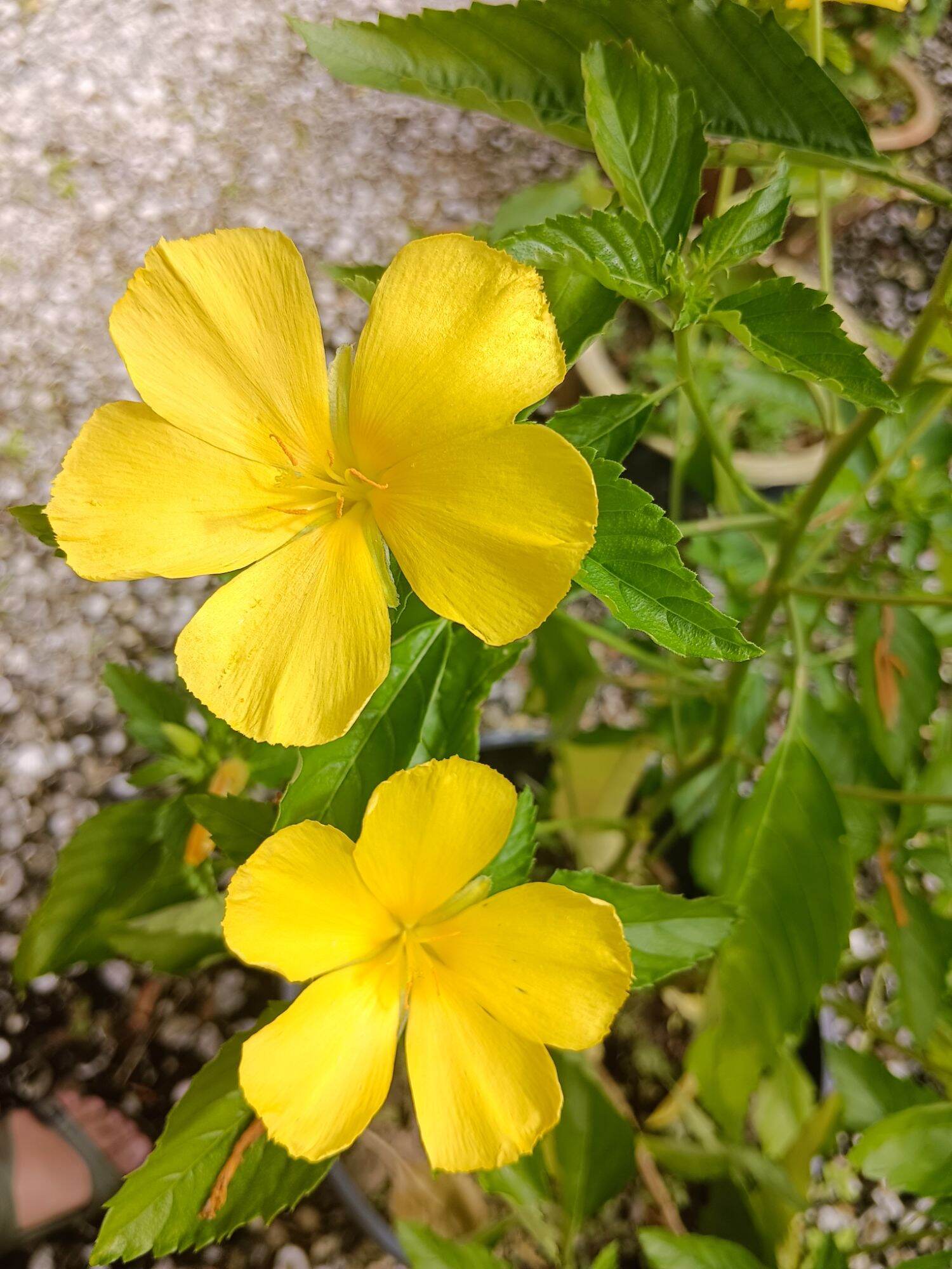 ANAK POKOK BUNGA TUNERA SUBULATA/ULMIFOLIA YELLOW/LIDAH KUCING | Lazada