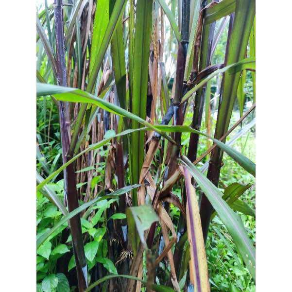 tebu hitam uuntuk perubatan tradisional | Lazada