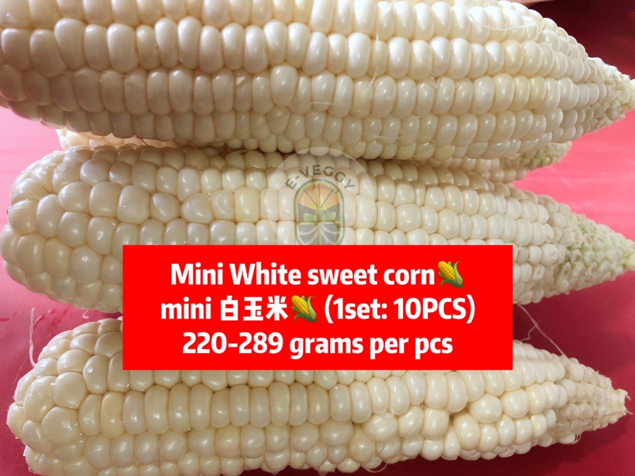 [PRE-ORDER] 1set 10pcs | Grade mini Cameron Highlands Sweet White Corn ...