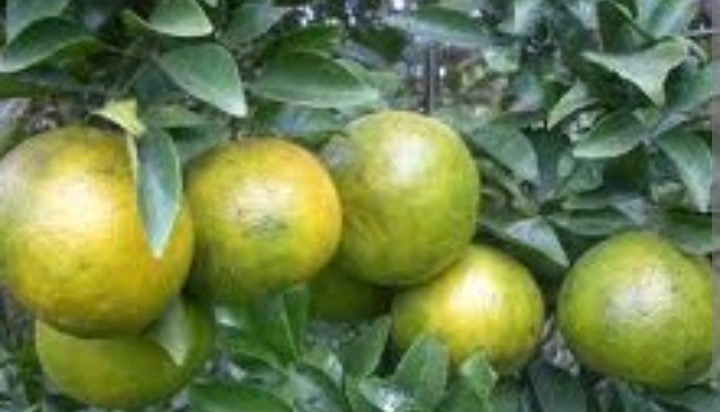 limau chokun | Lazada