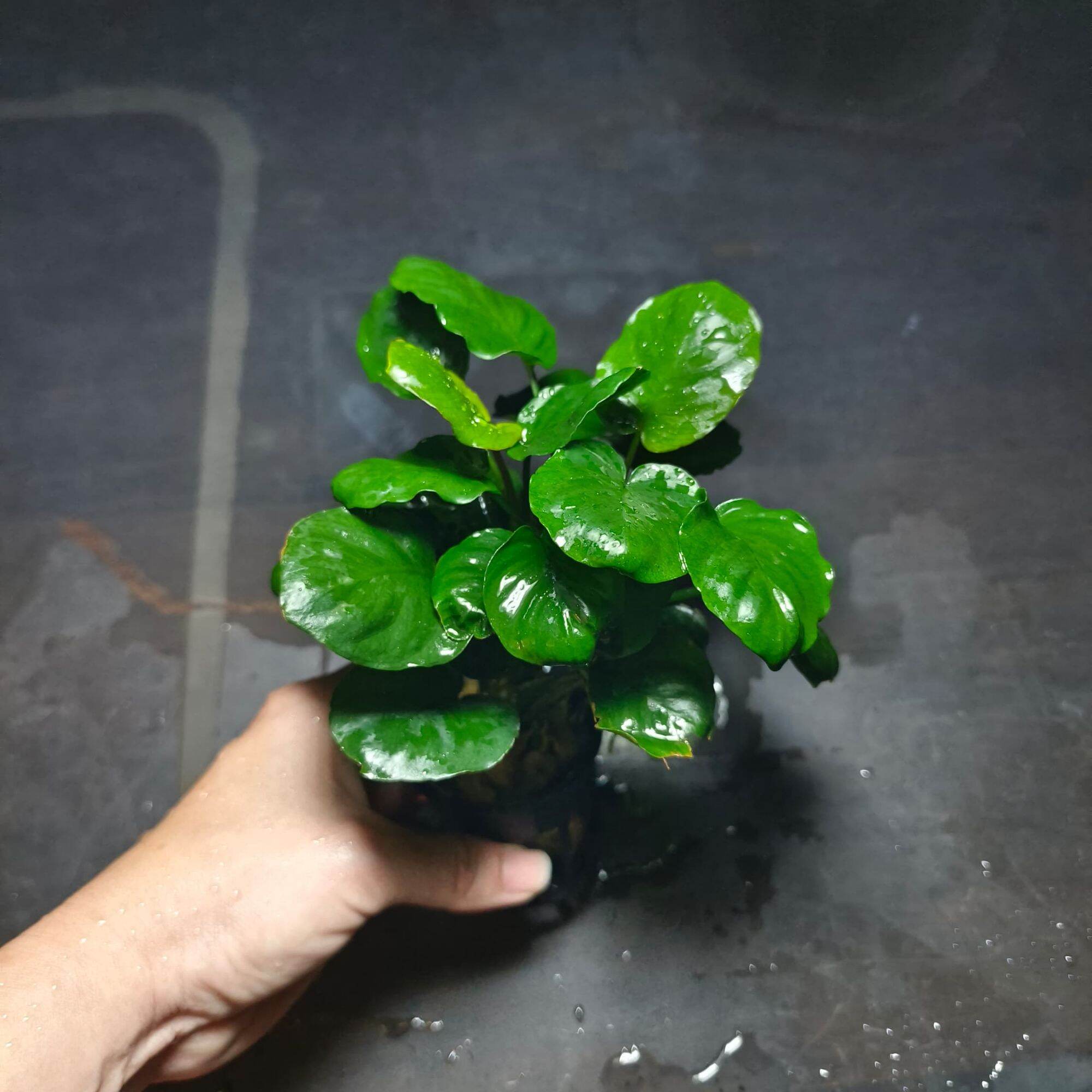 Anubias barteri var nana日本贵妃榕 Var " angustifolia" 金钱榕 " Anubias Nana ...