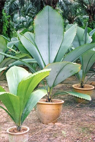 Anak pokok palma, johannesteijsmannia magnifica, daun lebar, segalok ...