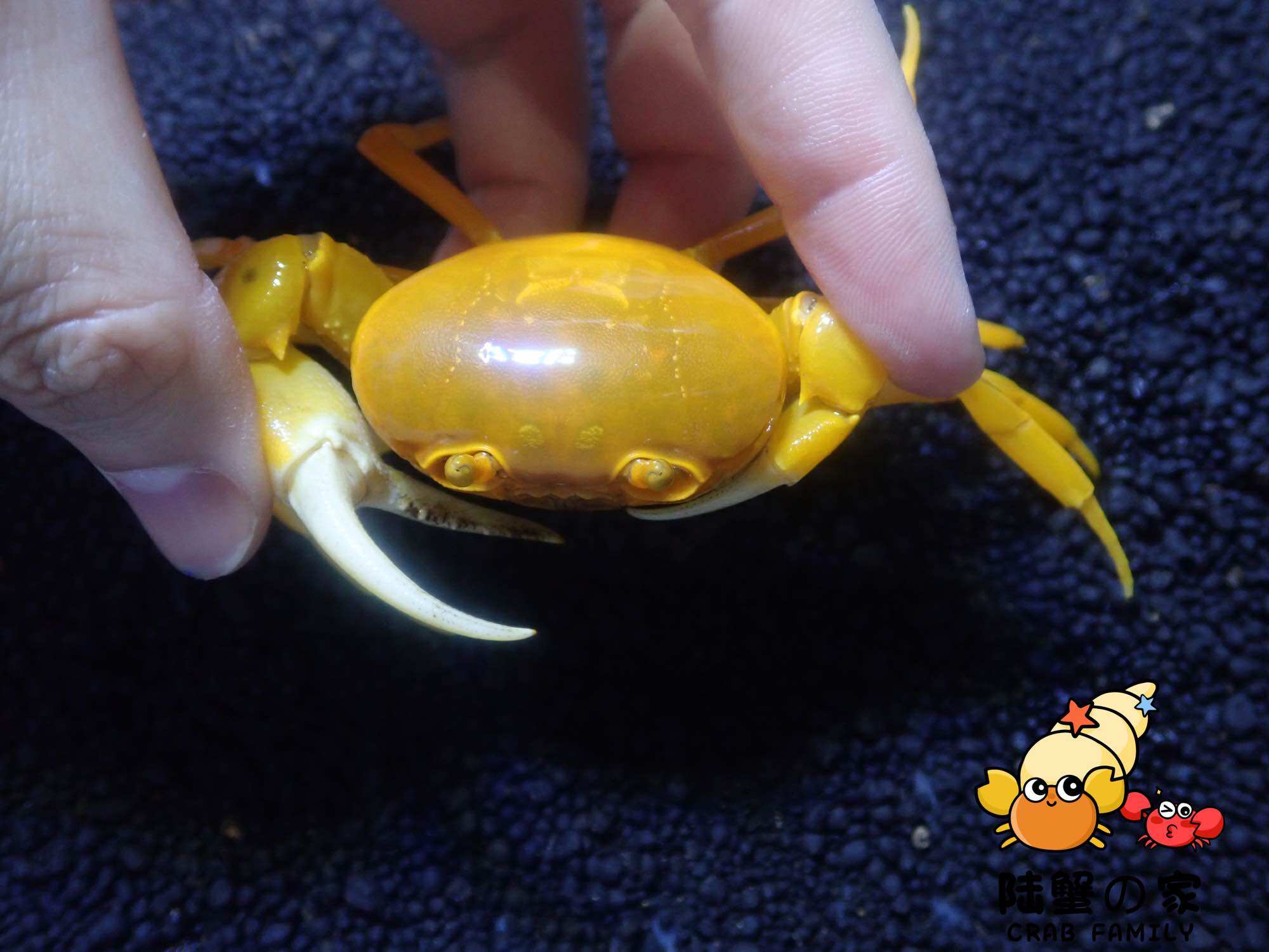 Vietorintalia rubrum 黄越南勾手蟹 yellow pirate crab | Lazada