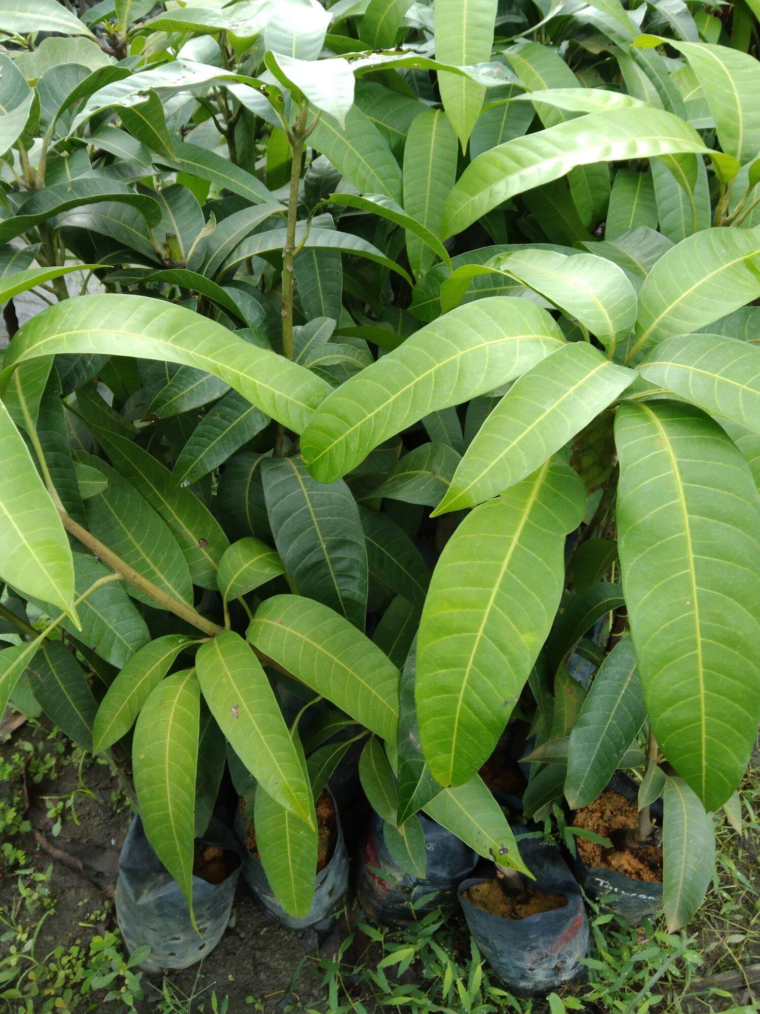 Anak pokok mangga taiwan(hybrid) | Lazada
