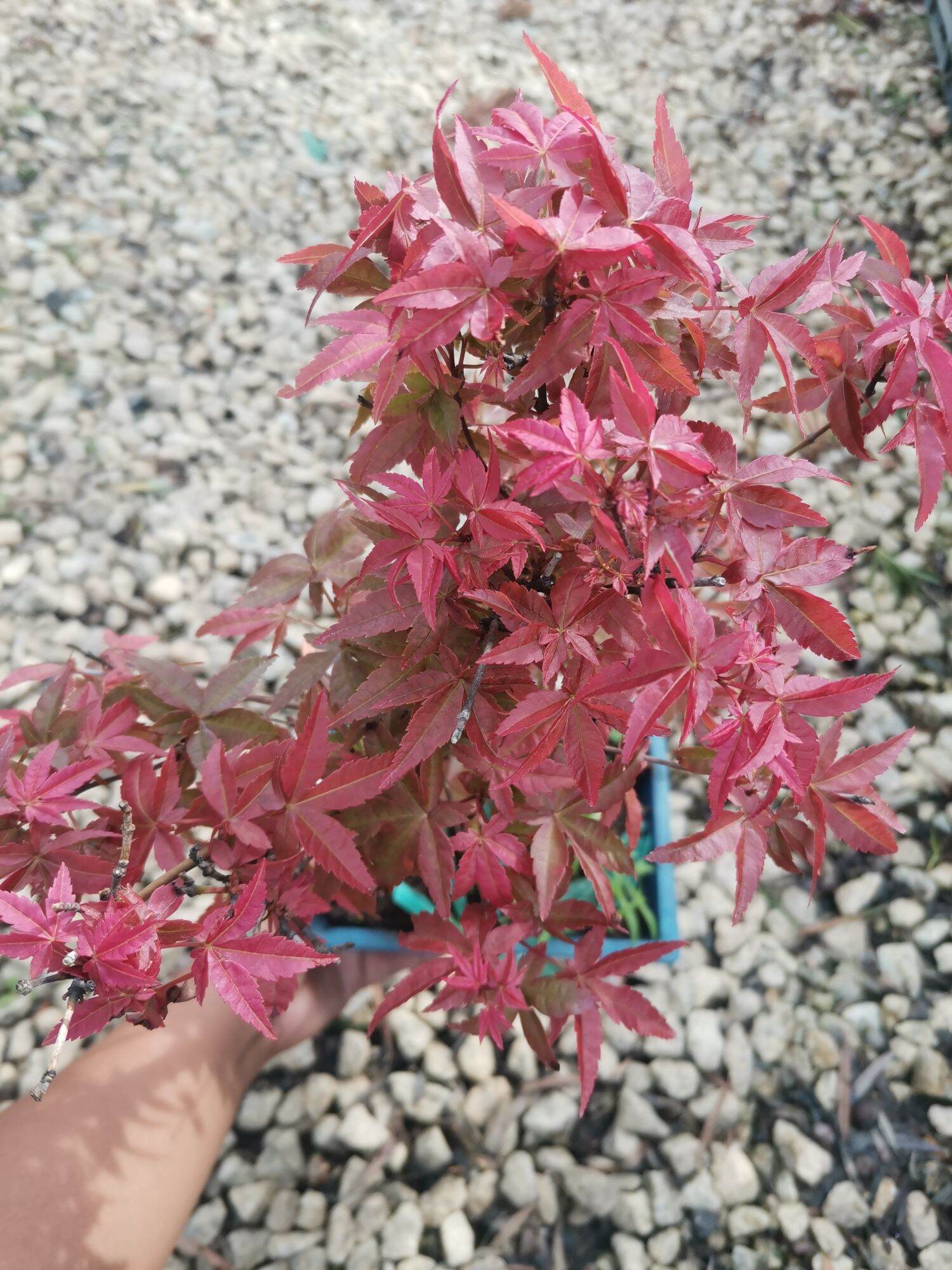 Maple Tree/Pokok Maple/Pokok Hidup | Lazada