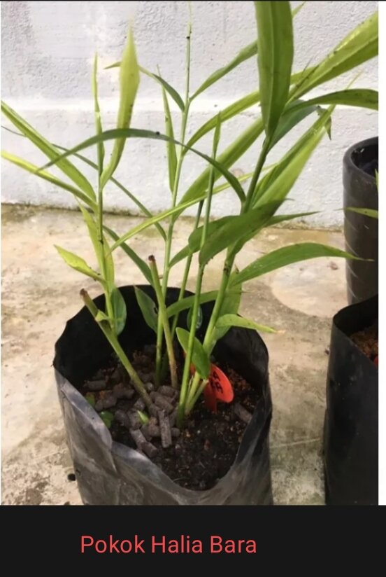 Anak Pokok Halia Bara (Polybag) | Lazada