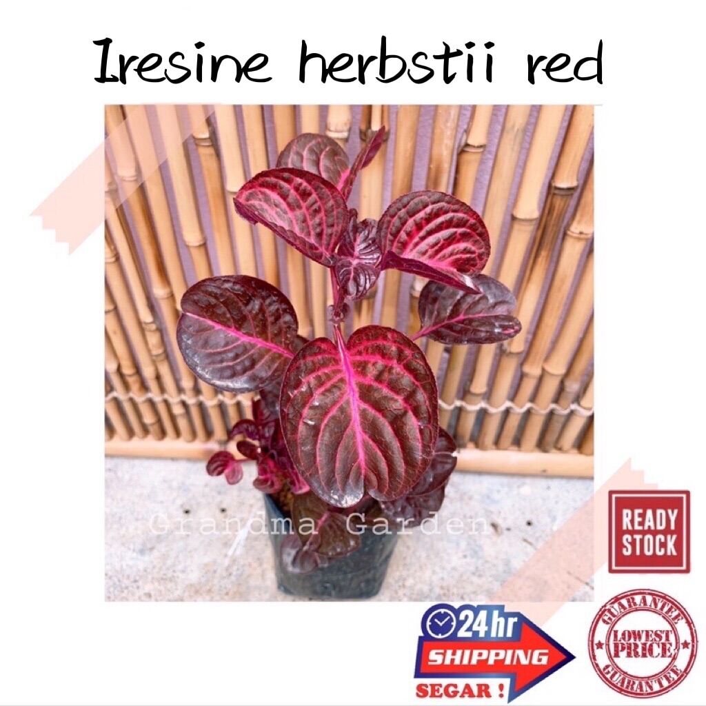 (GG real plant) iresine herbstii red ^ pokok hidup hiasan rumah daun ...