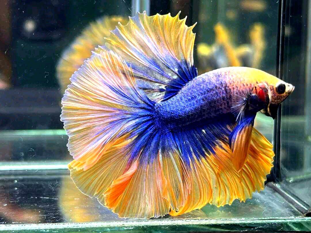 LIVE BETTA HALFMOON MUSTARD GAS ROSETAIL THAILAND | Lazada