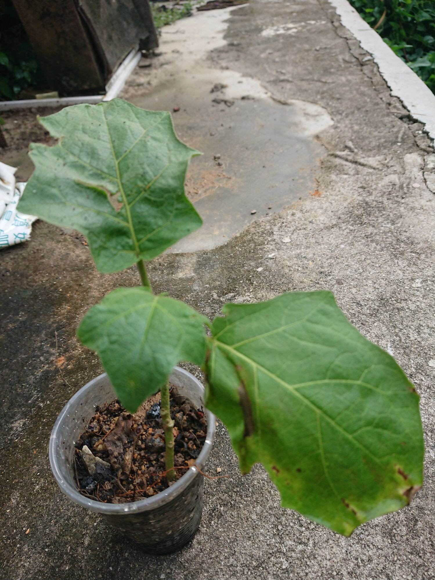 anak pokok terung pipit | Lazada