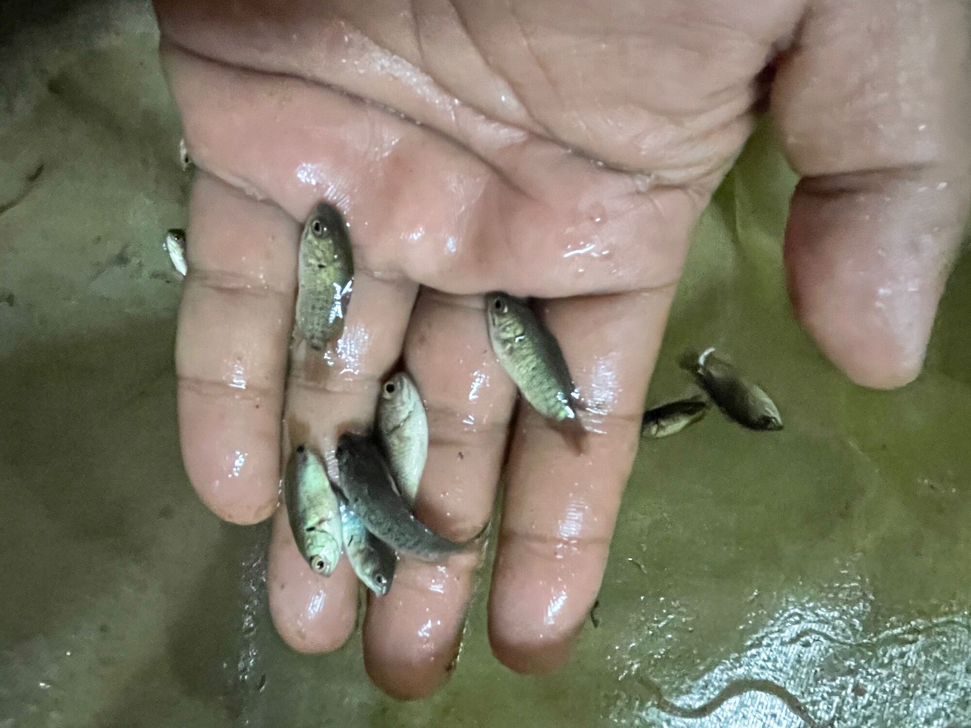 Benih anak ikan puyu siam utk pasaran selangor shj pre oder ikan ...
