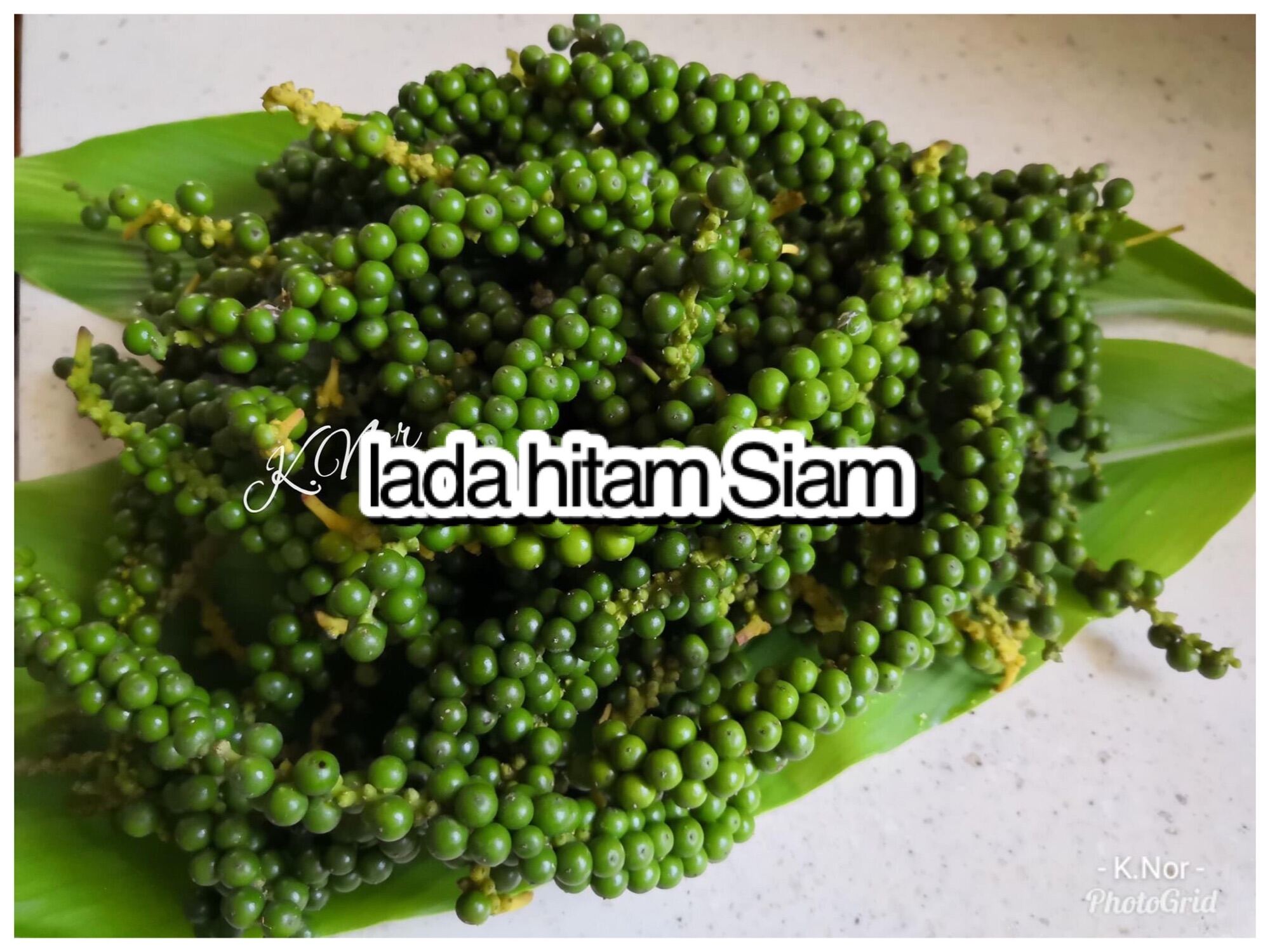 Pokok lada hitam / black pepper / black peppercorns/ piper nigrum jenis ...