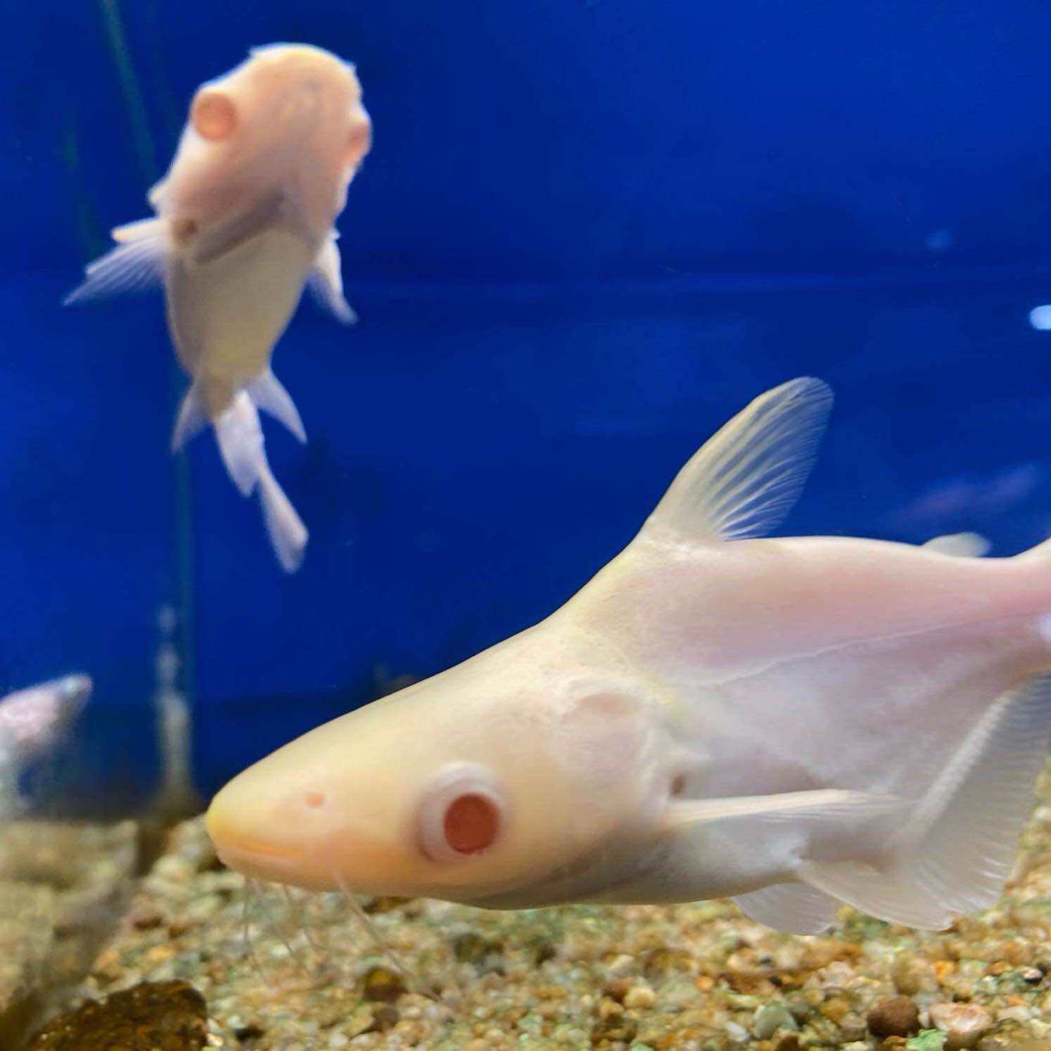 3-4 inch Short Body Albino Patin | Lazada