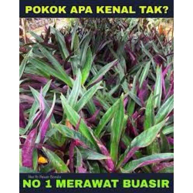 Pokok Nanas Kerang Ungu | Mupat Ecopost | Penawar Buasir | Lazada