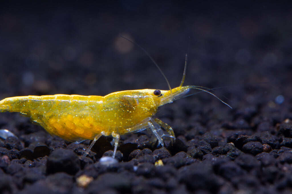 🍀Ready Stock 🍀20pcs Yellow Golden back shrimp Neocaridina shrimp ...