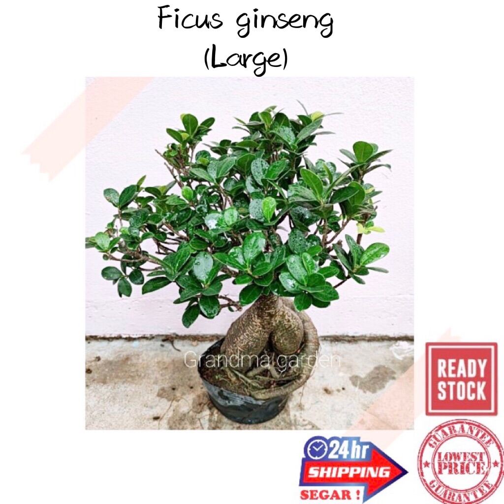 (GG real plant) ficus ginseng(L) ^ pokok hidup hiasan rumah dalaman ...