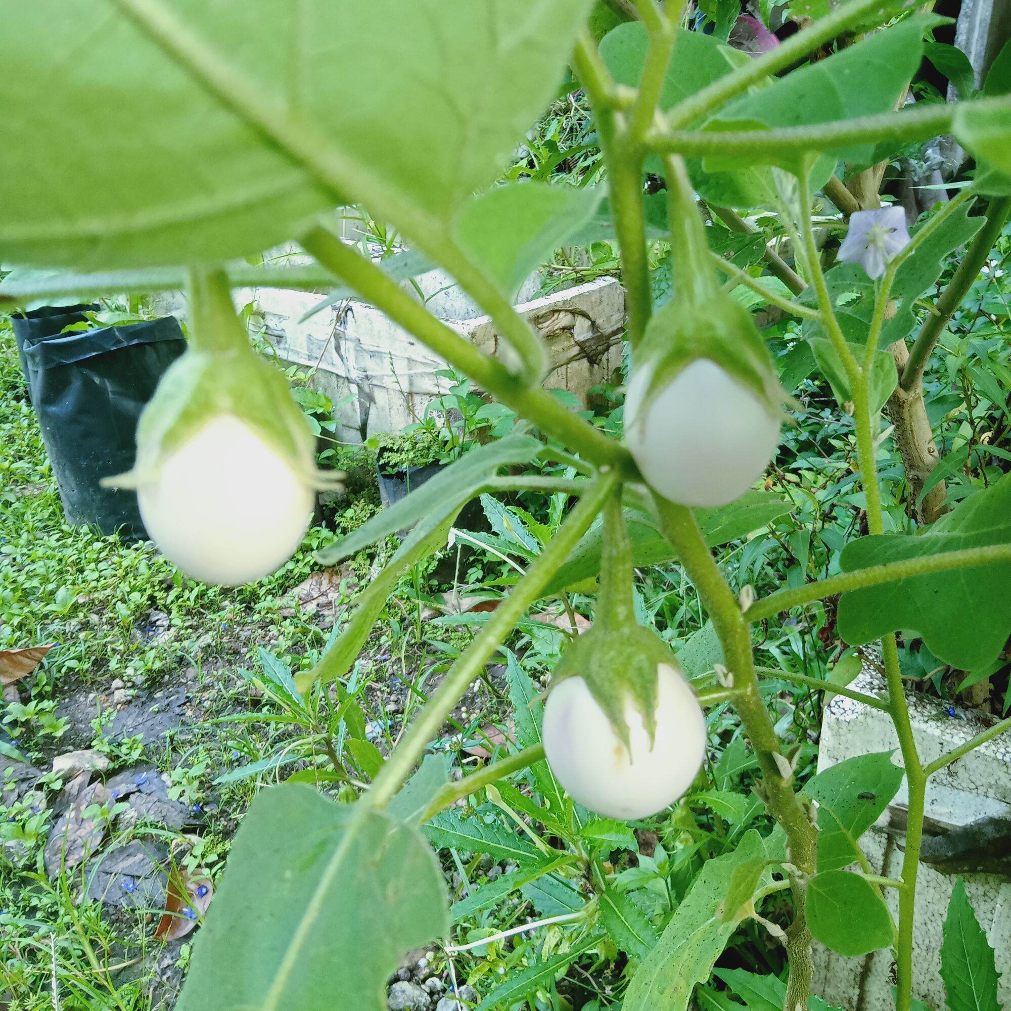 kebun hijau Malaysia Official Online Store | Shop Now on Lazada