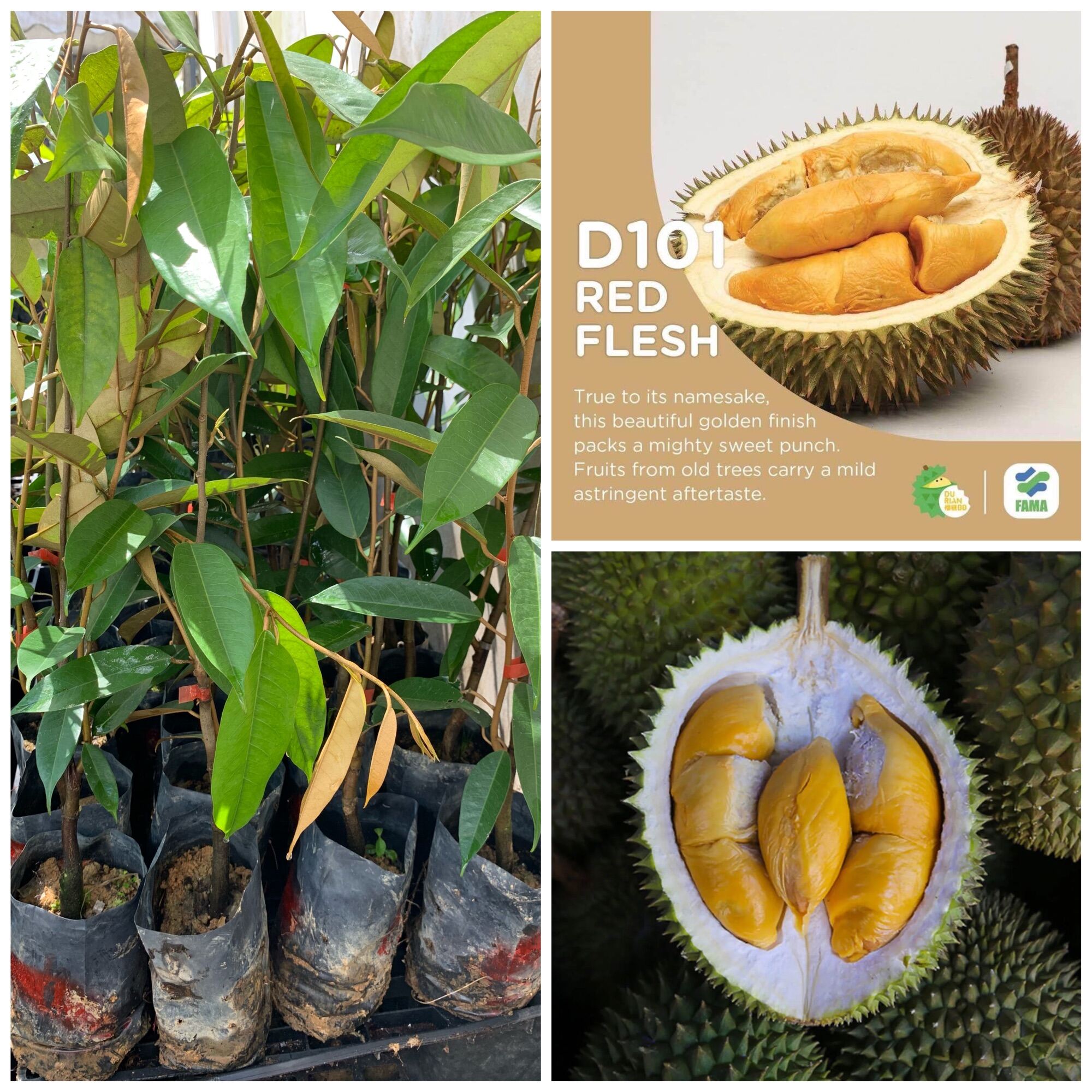 Anak pokok durian D101 /durian hajah hasmah | Lazada