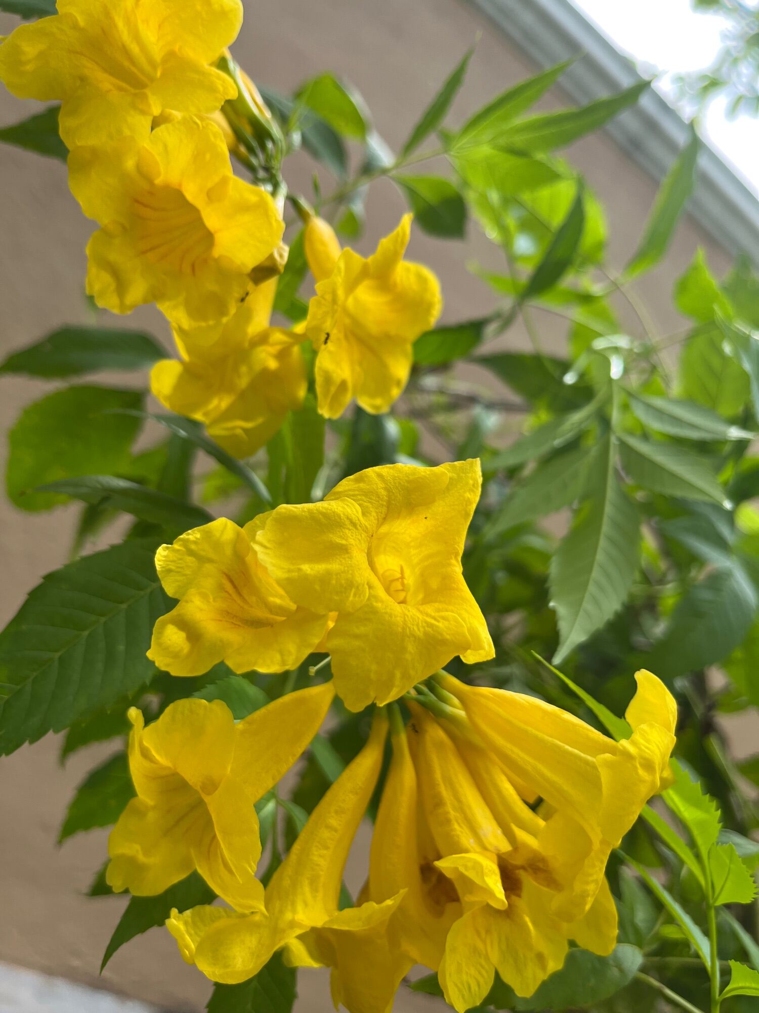 Pokok bunga tecoma stans, yellow trumpetbush | Lazada