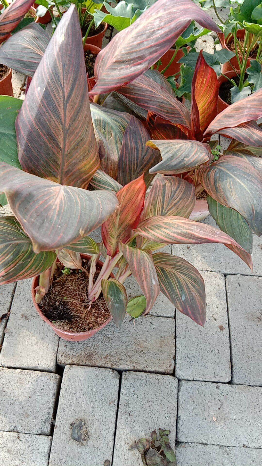 POKOK CANNA LILY MERAH | Lazada