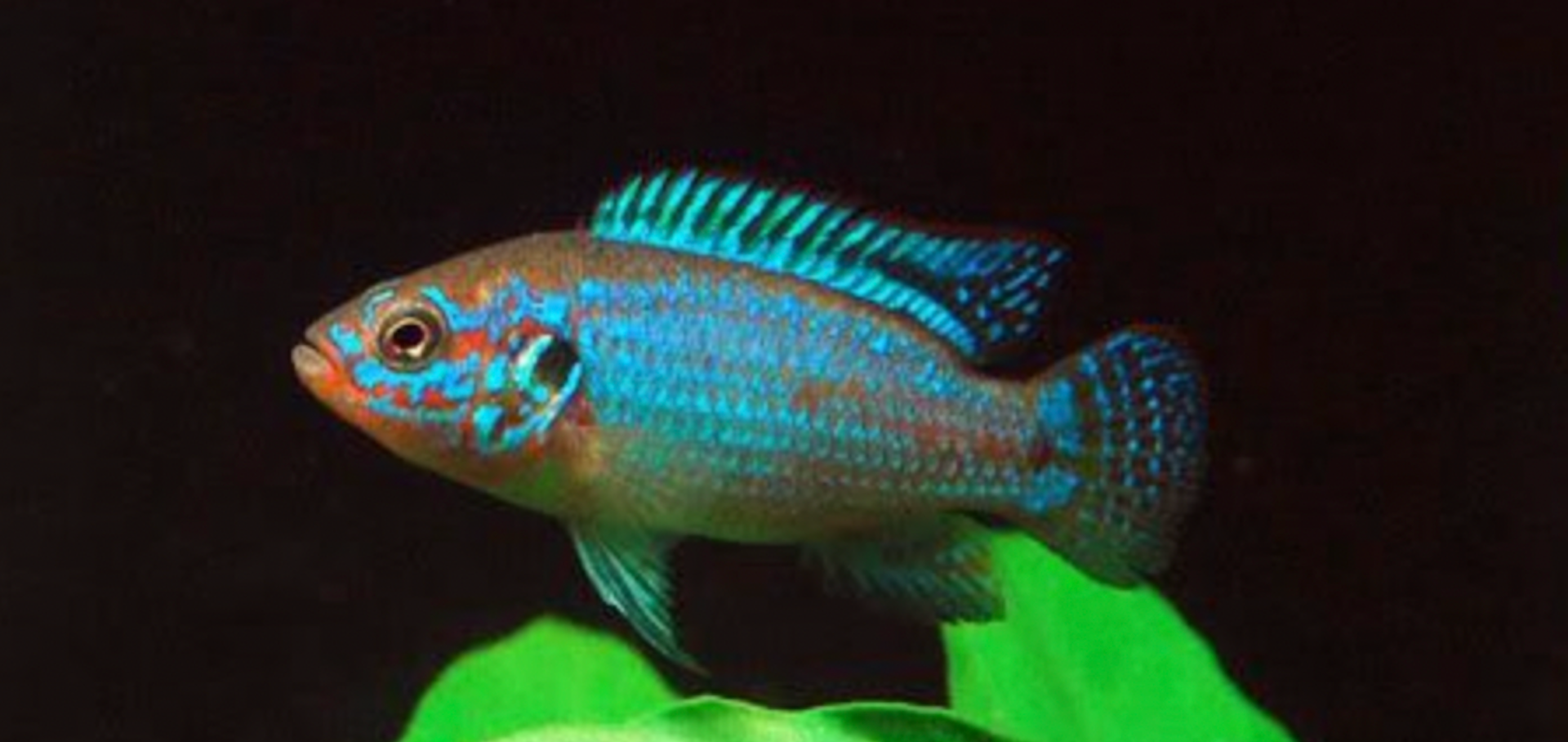 Blue Neon Jewel Cichlid/Ornamental fish/Freshwater/Readystock | Lazada