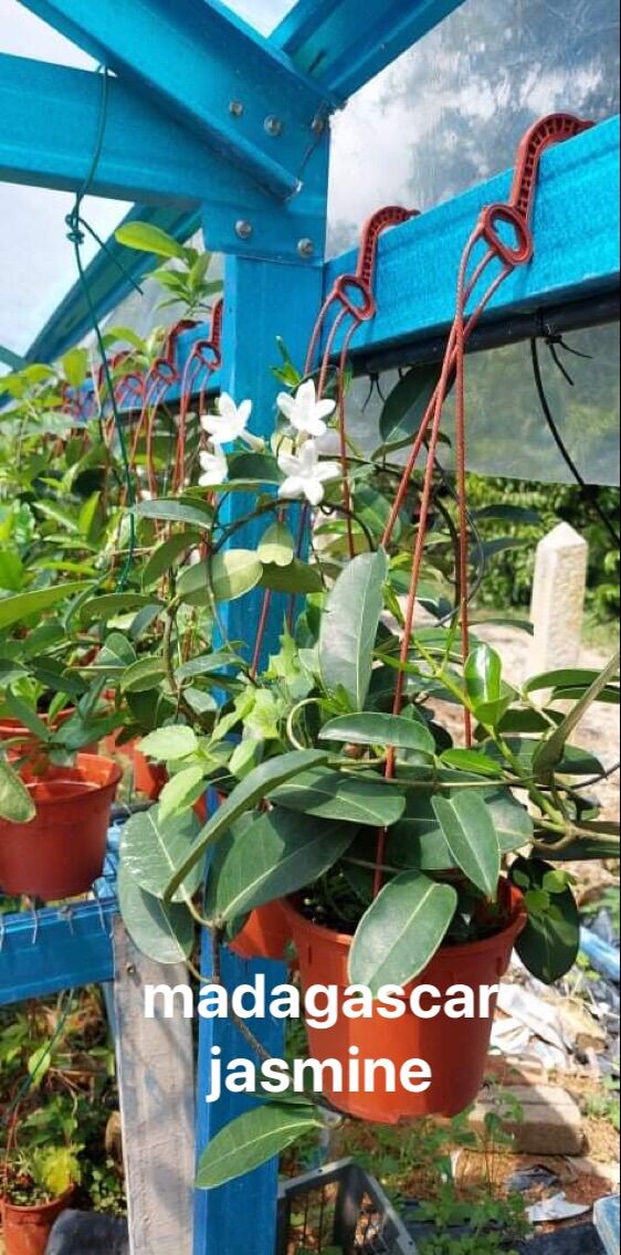 Pokok bunga madagascar jasmine, stephanotis floribunda, daun biasa dan ...