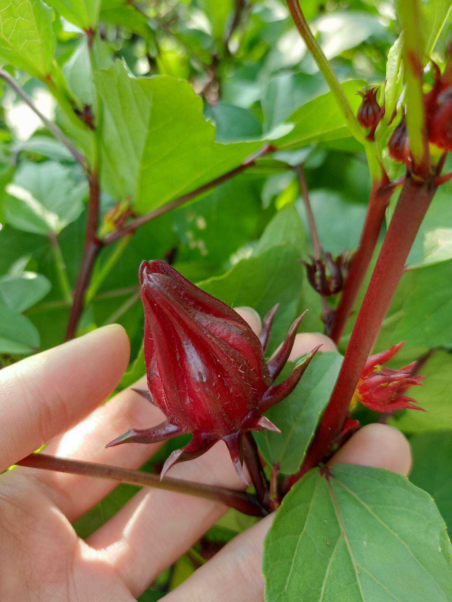 [Paling Horticulture Sdn Bhd] Pokok Rozel 洛神花 | Roselle Plant ...