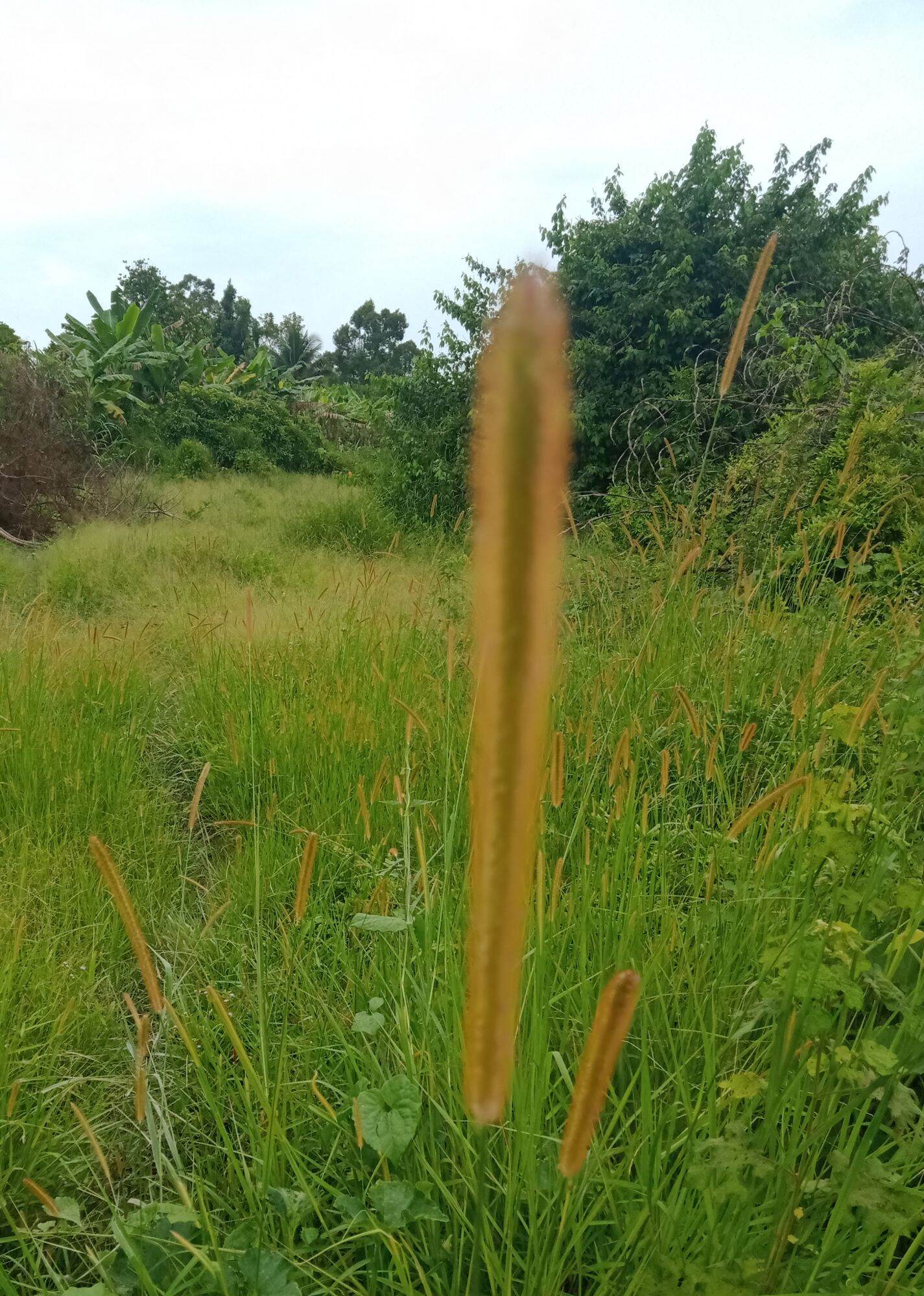 pokok lalang coklat atau coco grass | Lazada