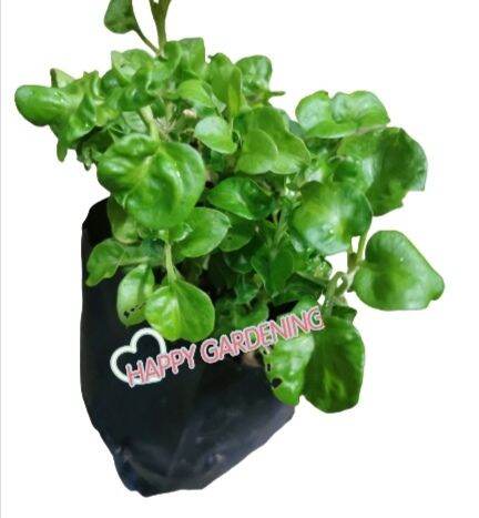 Anak Pokok Bayam Brazil / Organic Brazilian Spinach / Sayur Bayam ...