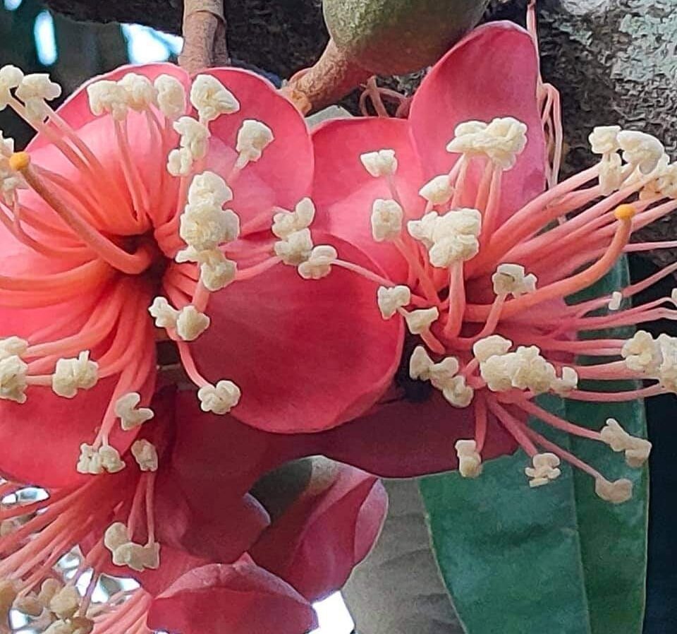 ANAK POKOK KAHWIN- DURIAN BUNGA MERAH L13 GRAFTED | Lazada