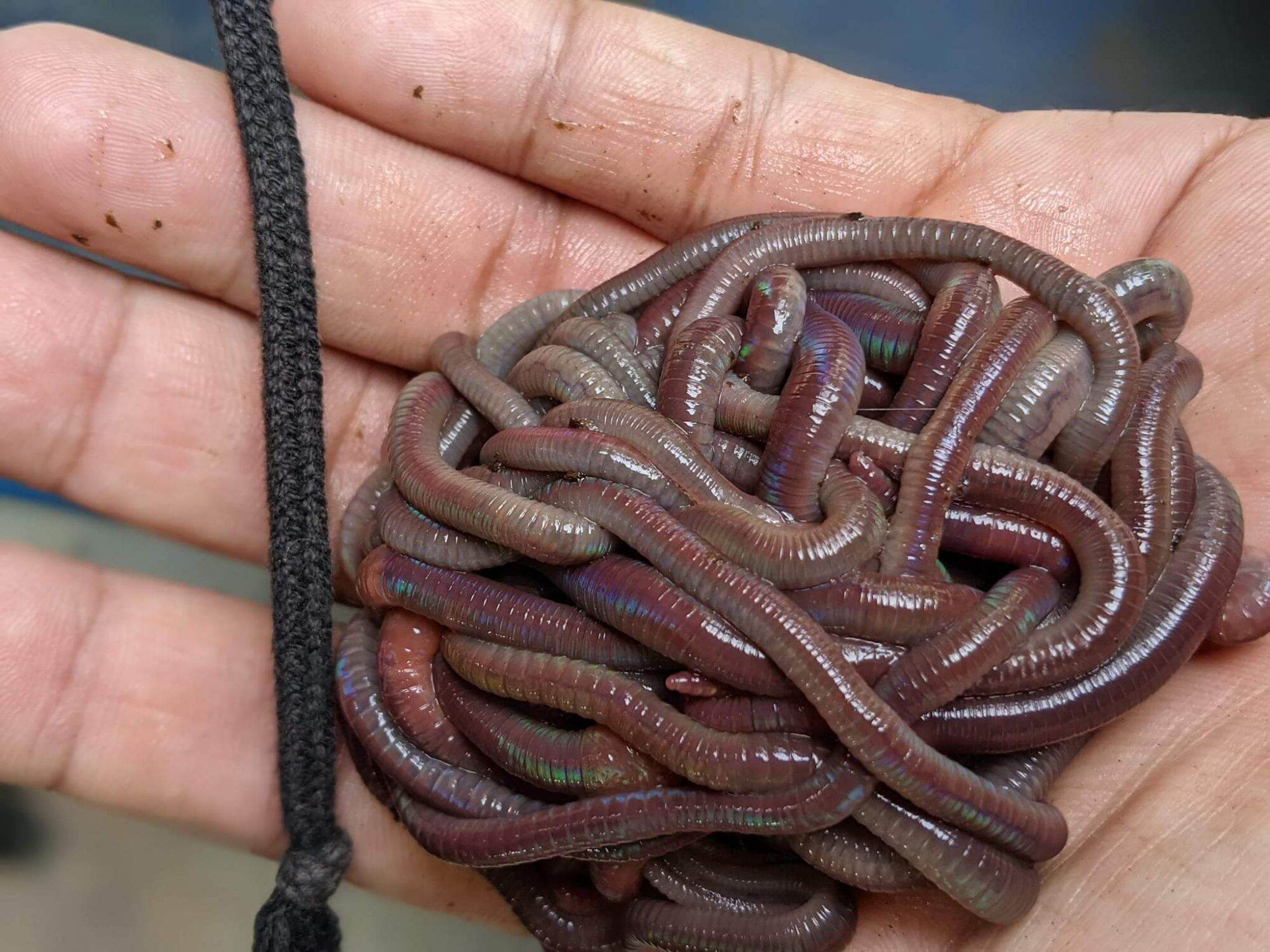 Vermicomposting vermiculture Worm,Cacing Compos/Earthworm/ANC/Africa ...