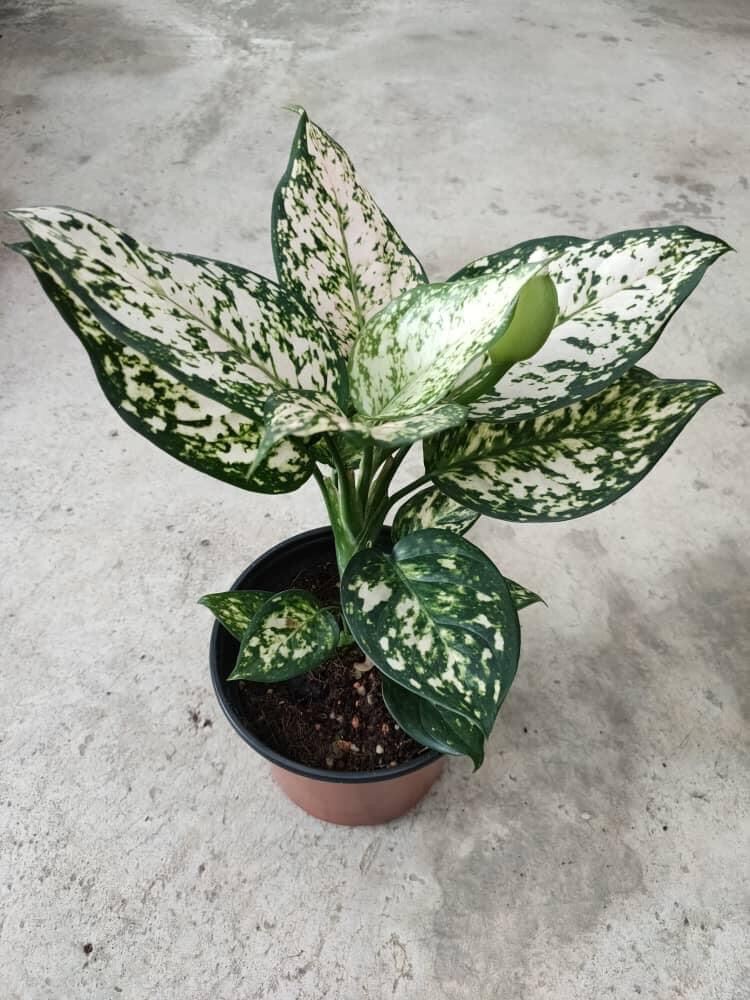 Aglaonema etta rose | Lazada