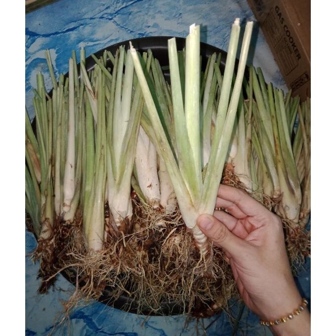 POKOK SERAI BERAKAR 100 batang / SERAI UNTUK MAKAN DAN TANAM / SERAI ...