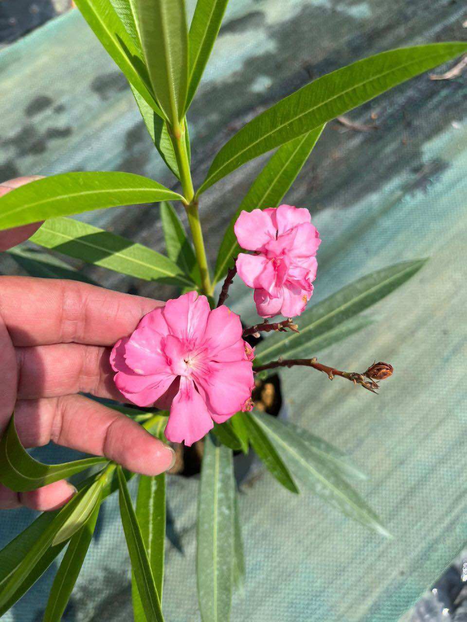 Nerium oleander 夹竹桃室外outdoor live plant / Red Kaner/ red karabi flower ...