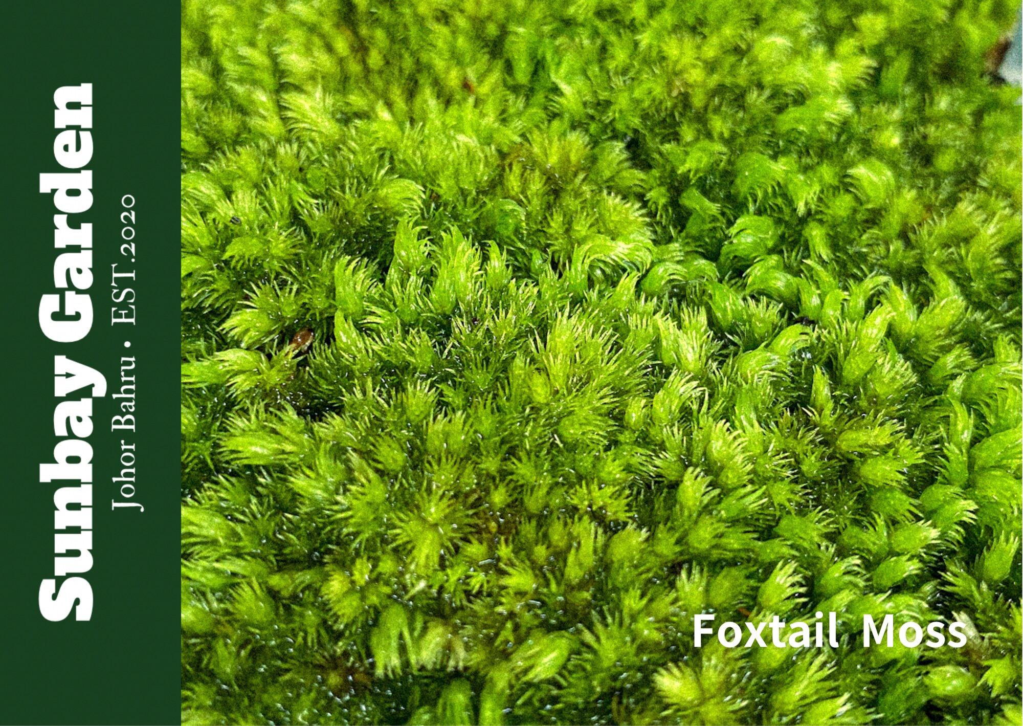 Live Spagnum Moss Pillow Moss Fox Tail Moss Terrarium Moss Lazada
