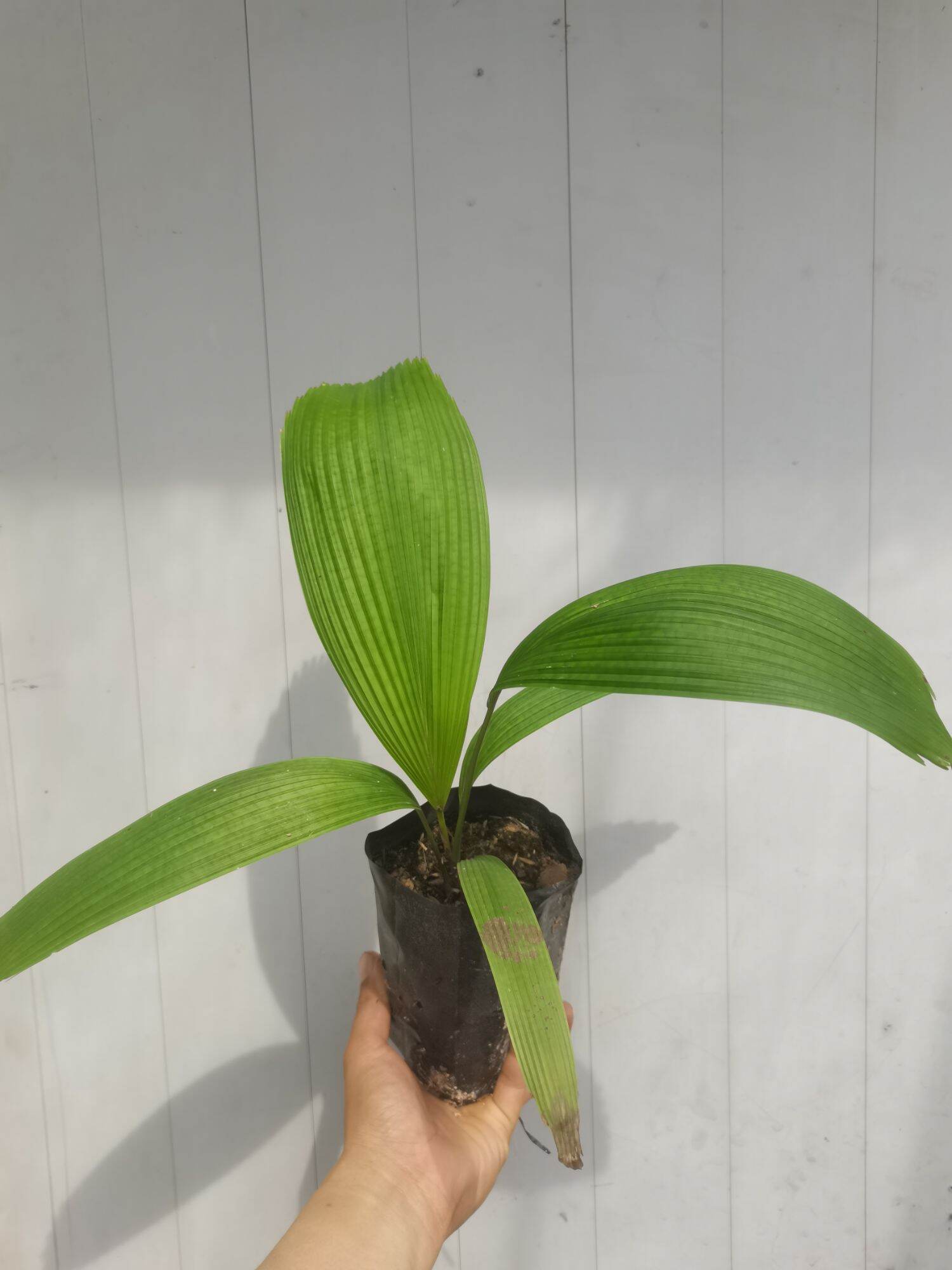 SOV, Licuala Maculata,Marvelous Palm , Mottled Palm , Rare Plant ...