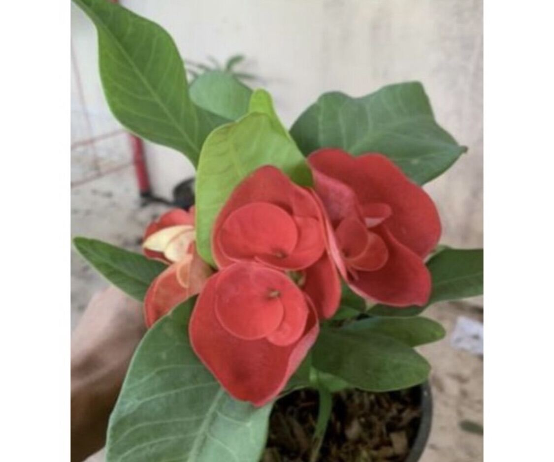 Pokok Bunga posian / mahkota berduri / sudah berbunga / pokok bunga ...