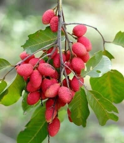 Anak pokok buah ridan / redan / korlan | Lazada