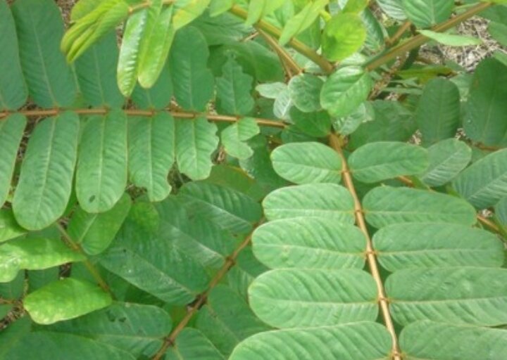 Cassia, Wild senna, Fleur palmiste, Fleur dartre, Candlestick senna ...