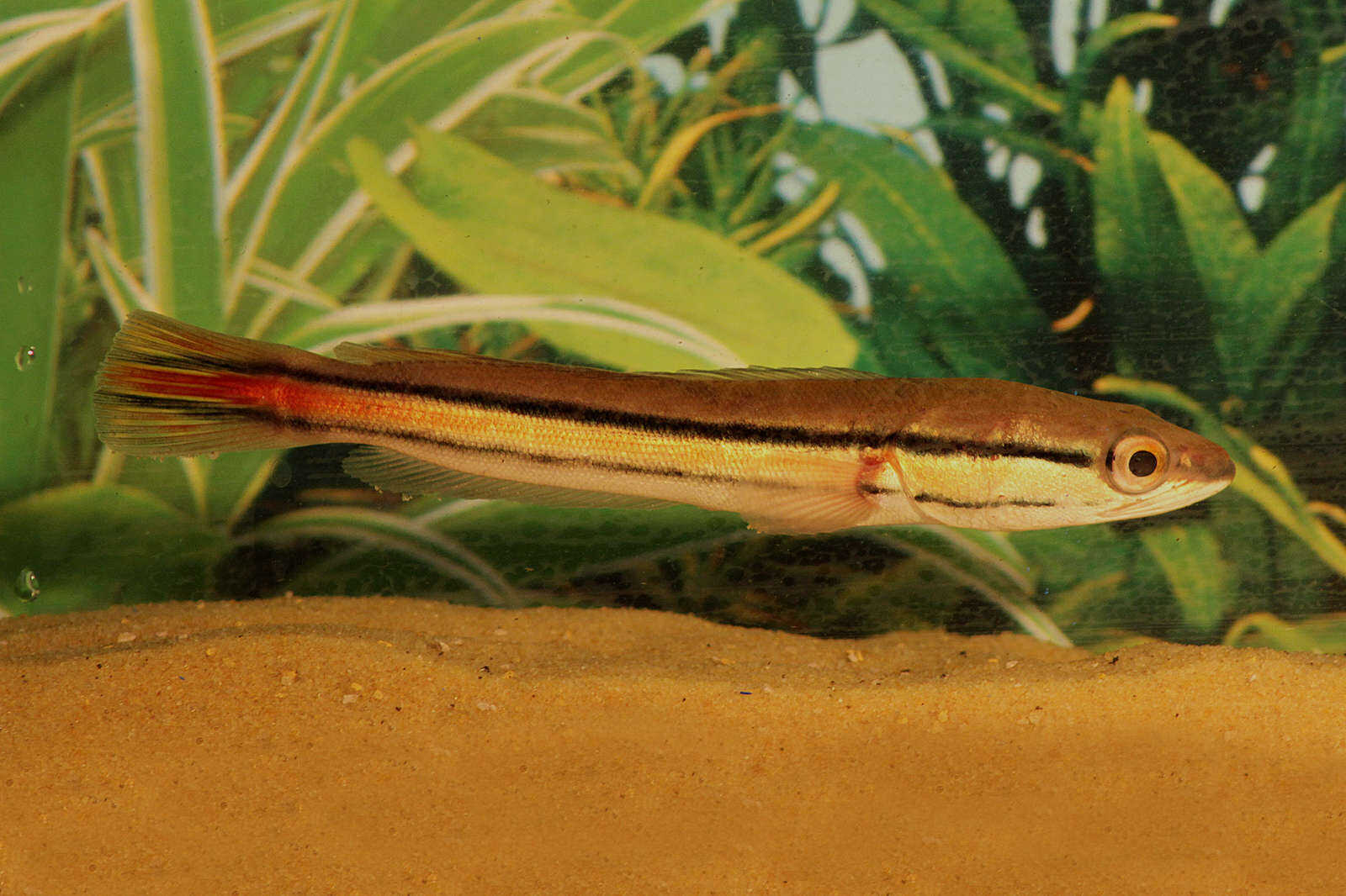 Toman Harimau freshwater fish(NO D.O.A) | Lazada