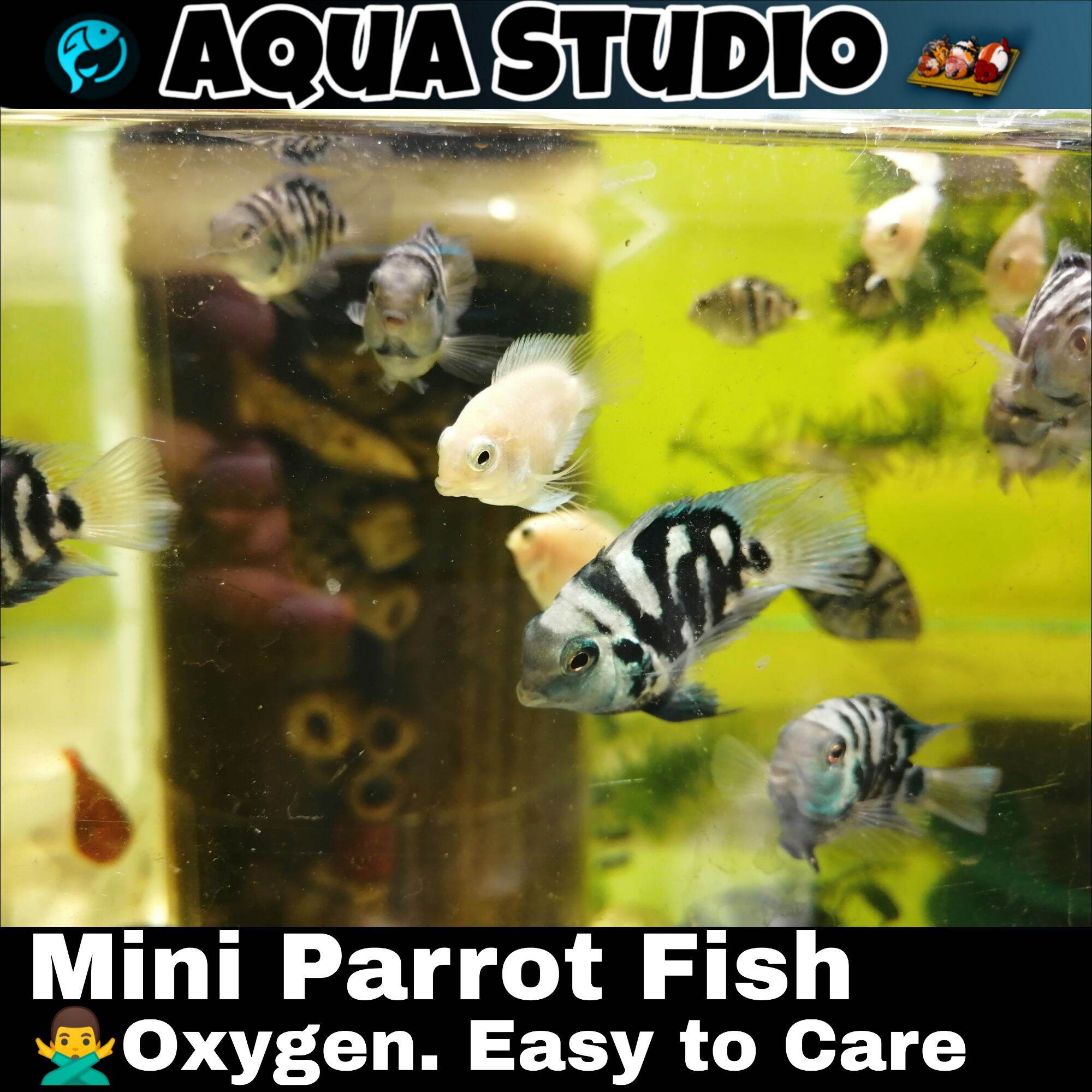 Short Body Mini Parrot /Cichlid Fish 3pcs per pack (Aquarium Live Fish ...